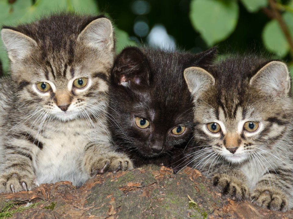 What To Do If You Find Kittens | Community Cat Clinic